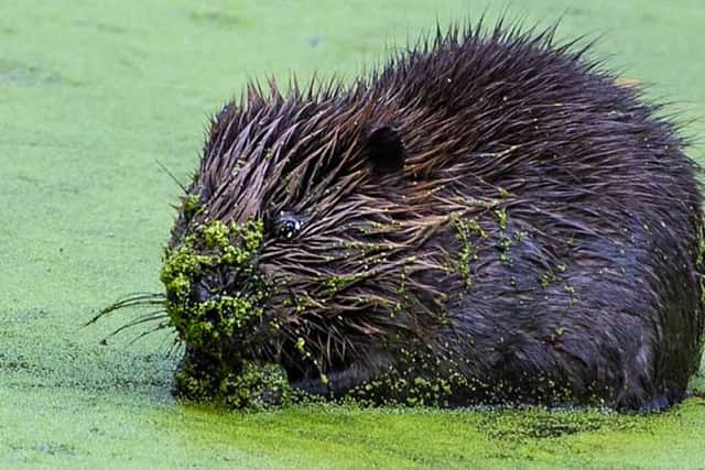 Enfield: First baby beaver born in London in 400 years caught on camera Enfield: First baby beaver born in London in 400 years caught on camera